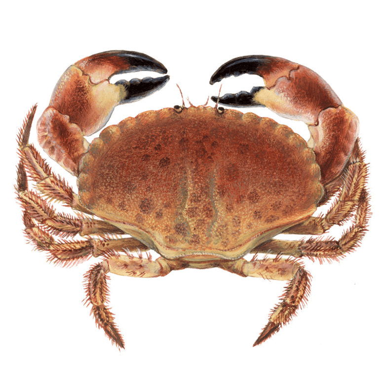 Kalafoorist | Kalafoor